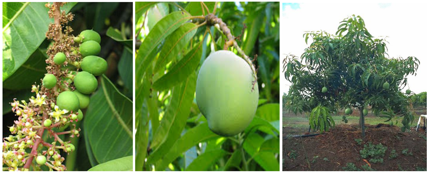 Mangga, Selain Manis Buahnya ternyata Berkhasiat Daunnya – Kanal ...