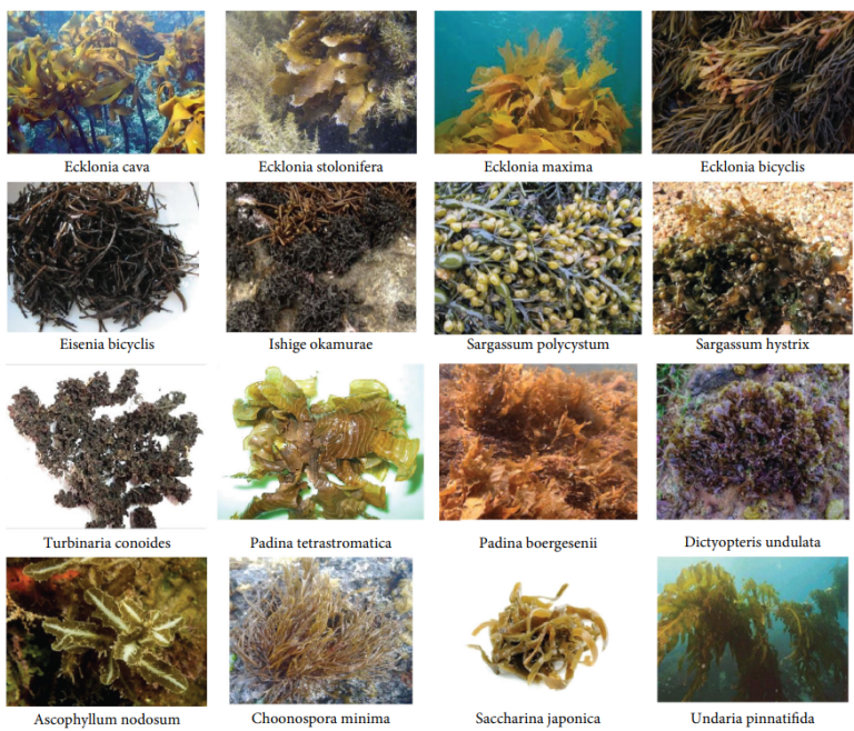 Mengenal Potensi Alga Coklat dalam Pengobatan Diabetes Melitus Tipe 2 ...