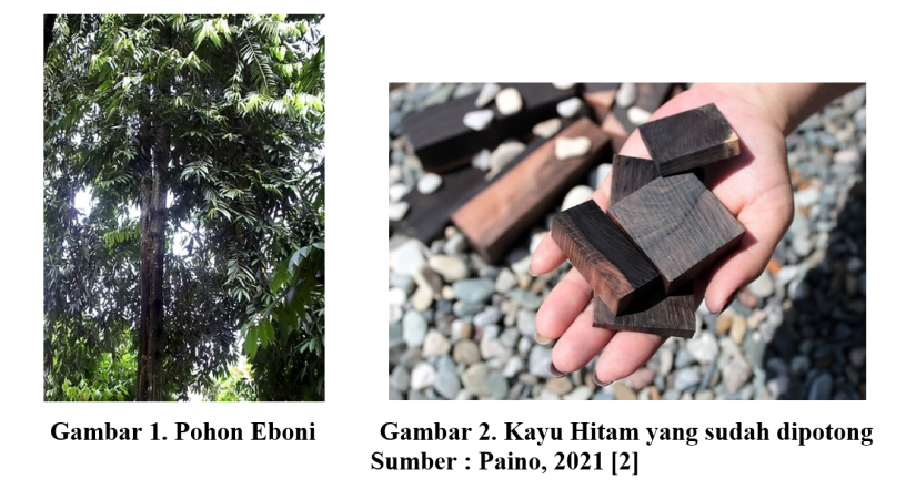 Pohon Kayu Hitam, Biar Hitam Ada Manfaatnya – Kanal Pengetahuan Farmasi